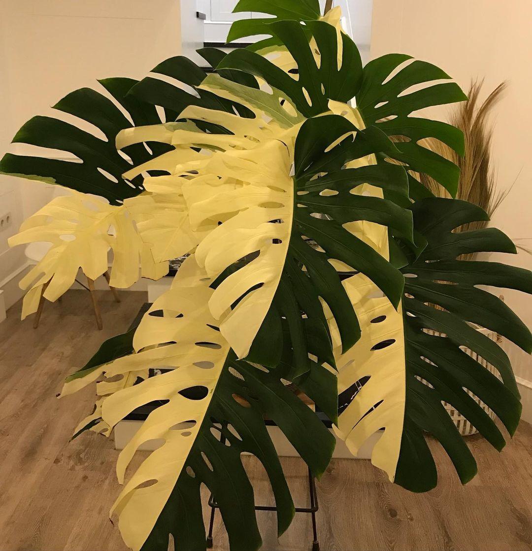 Mastera deliciosa albo variegated | PLNT